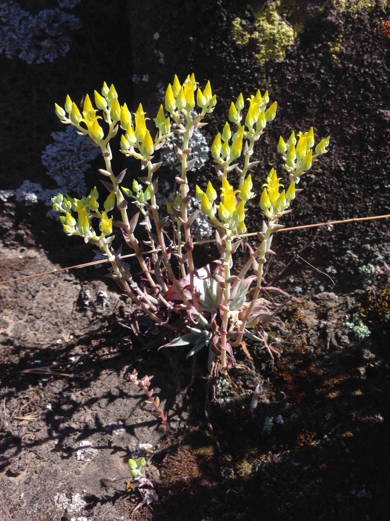 Dudleya verityi K.M.Nakai