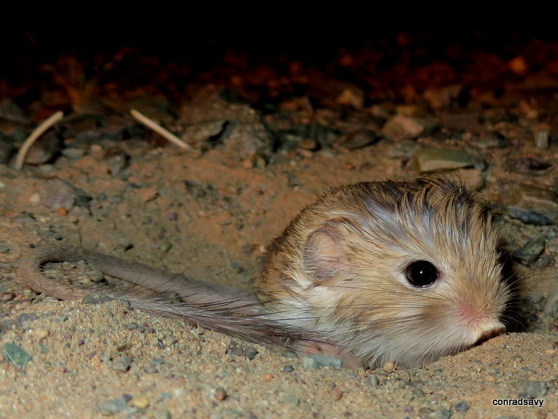 Jerboas (Dipodidae) - Know Your Mammals