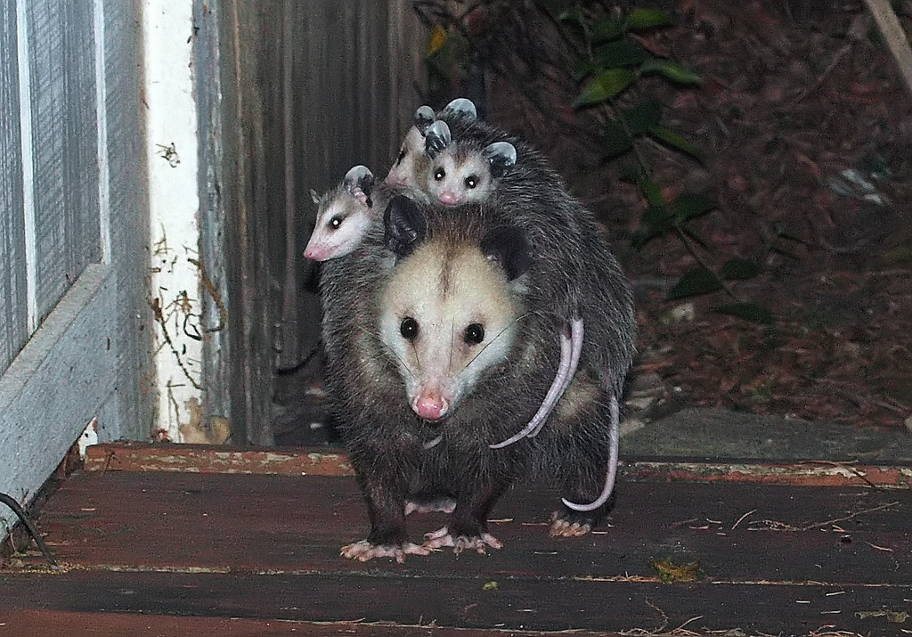 Large American Opossums (Didelphis) - Know Your Mammals