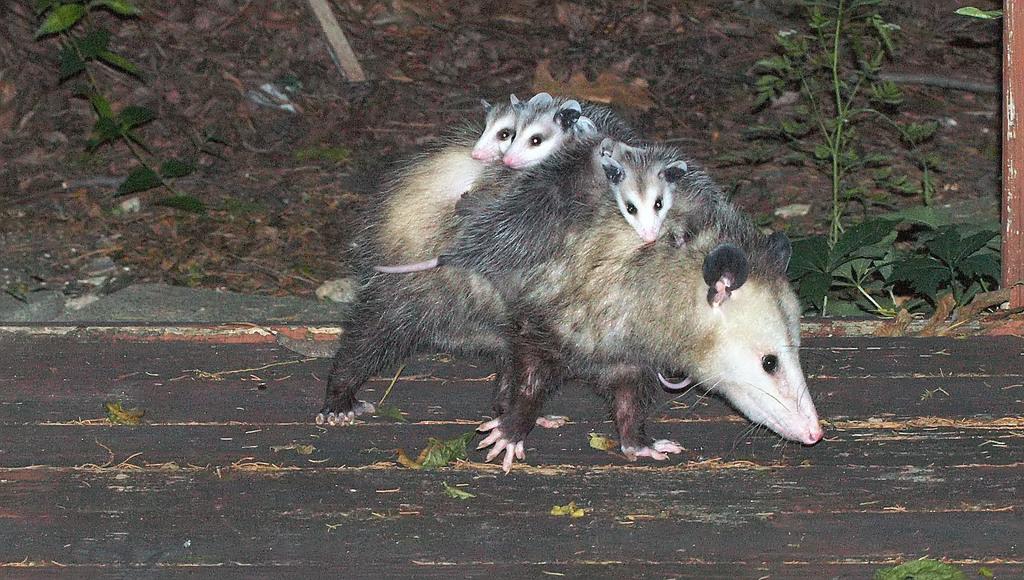 Large American Opossums (Didelphis) - Know Your Mammals