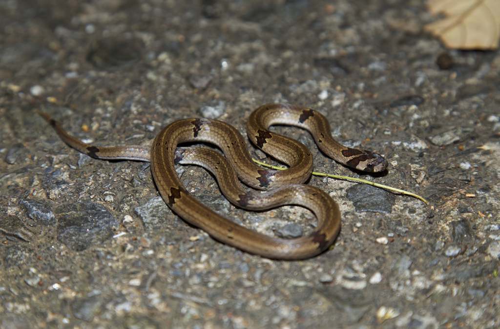Ornate Kukri Snake from 北橫 (North Cross) on June 8, 2019 by 李詠寬 ...