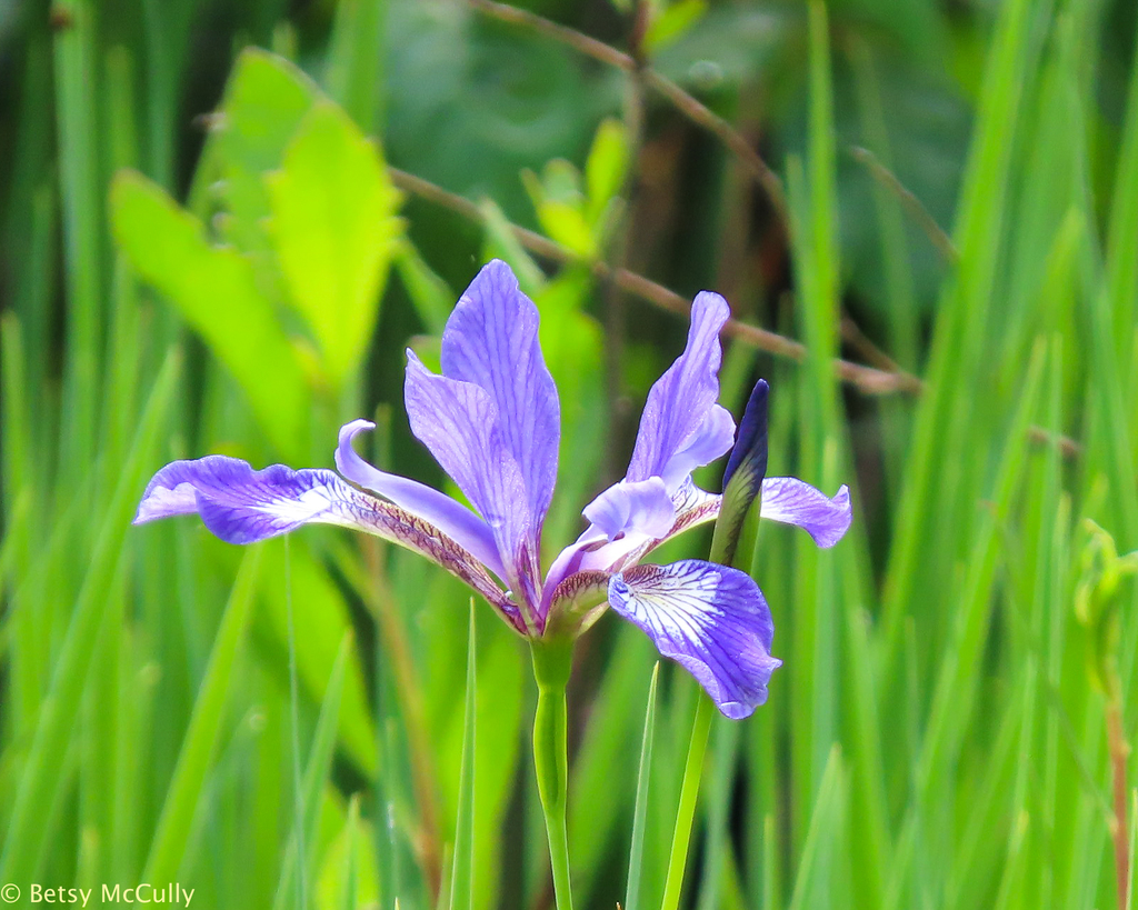Slender Blue Flag from Lazy Point Rd, Montauk, NY, USA on June 6, 2020 ...