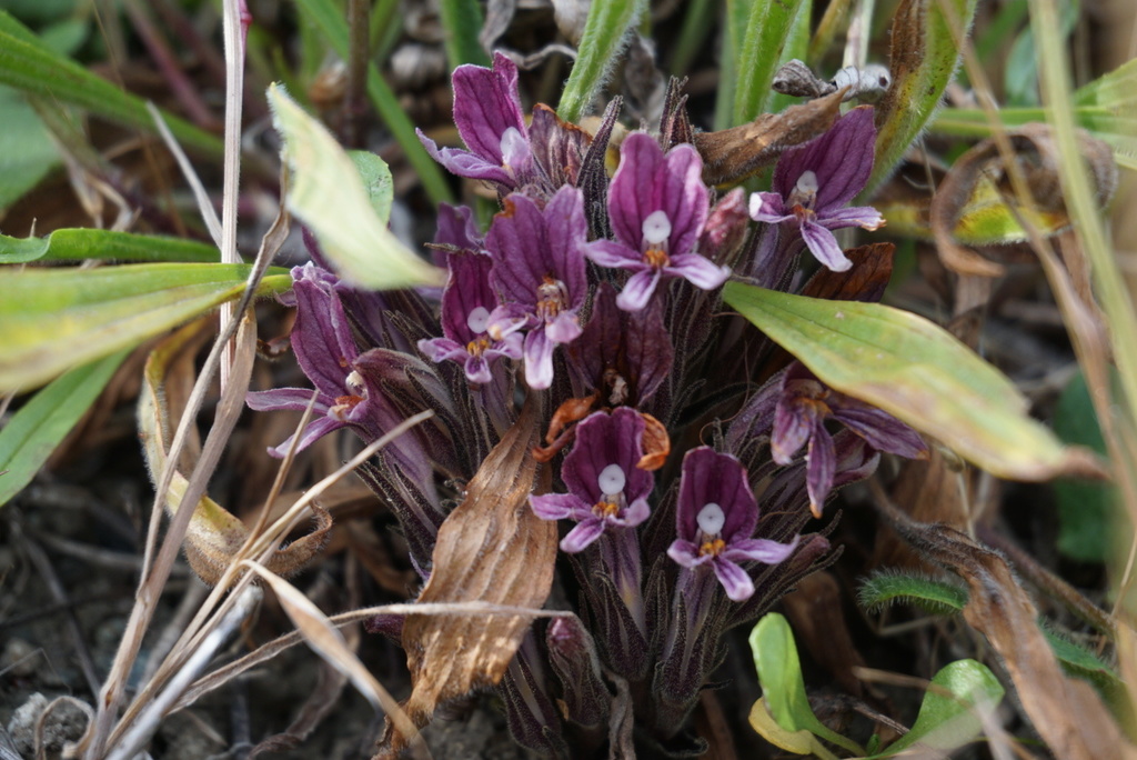 California Broomrape from 2090 Penzance Rd, Victoria, BC V8S 2H5 ...
