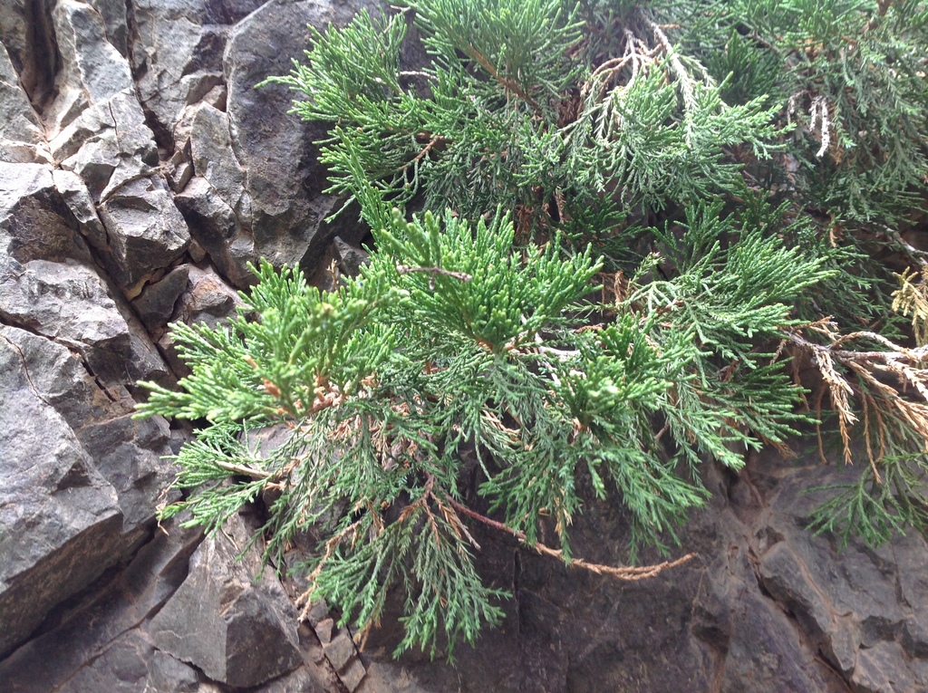 Turkestan juniper from Bayandalai, Mongolia on September 13, 2017 at 04 ...