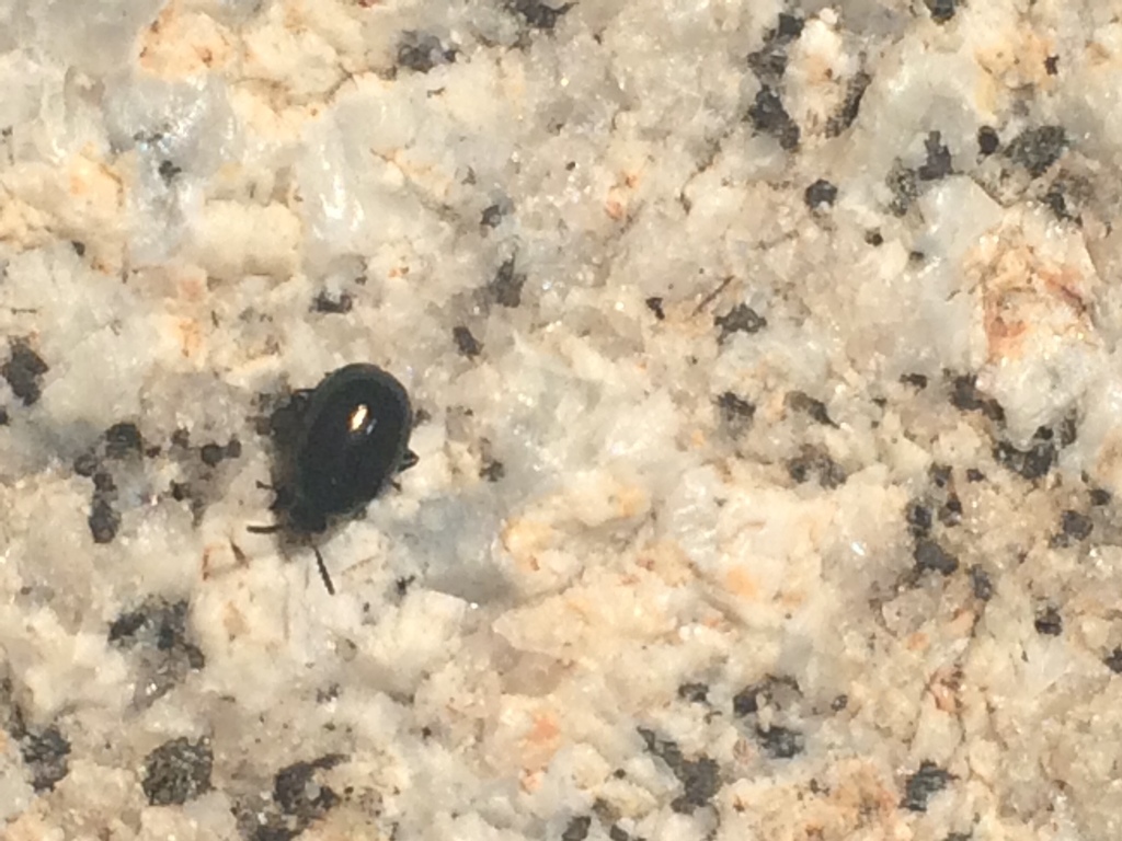 Nonarthra cyanea from 49, Shishigatanihoneninnishimachi, Sakyo-Ku ...