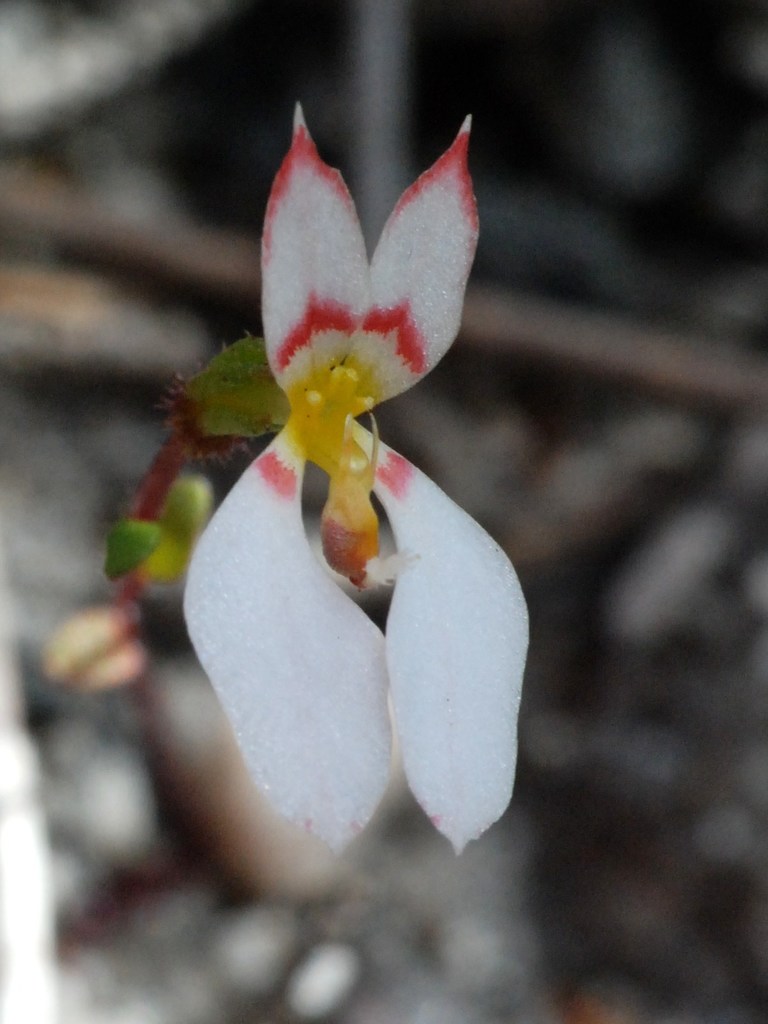 triggerplant family (Stylidiaceae) - Botanical Realm