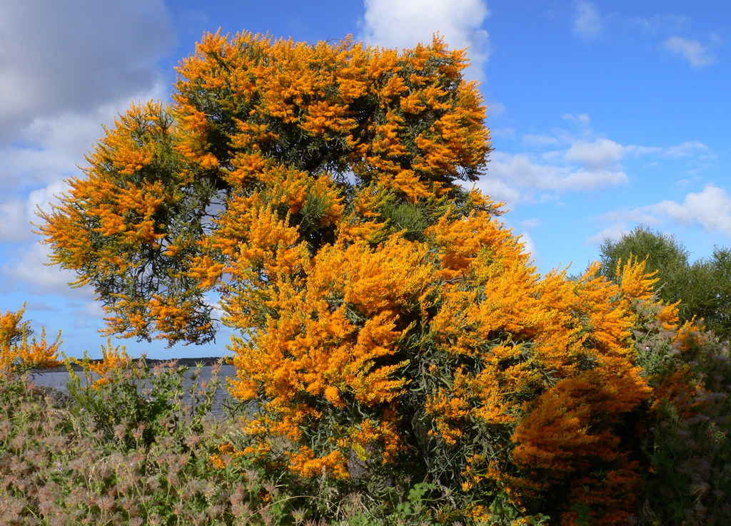 Western Australian Christmas Tree from Kepwari Wetlands, Esperance ...