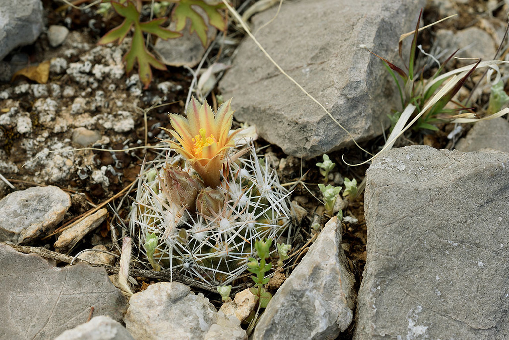 Cochise Foxtail Cactus in March 2017 by Ad Konings · iNaturalist