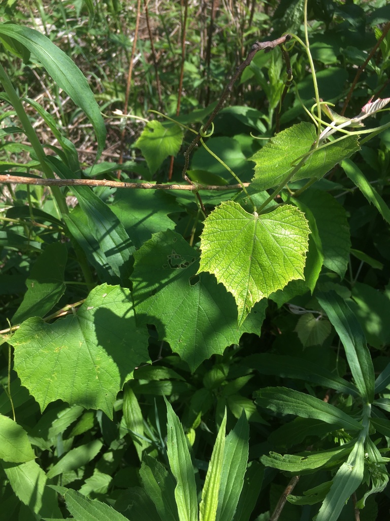 fox grape (Vitis labrusca) - Botanical Realm