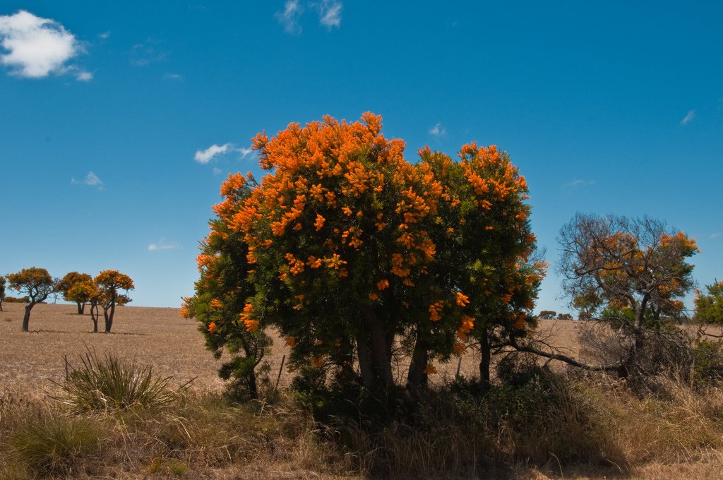 Western Australian Christmas Tree (Nuytsia floribunda) - Botanical Realm