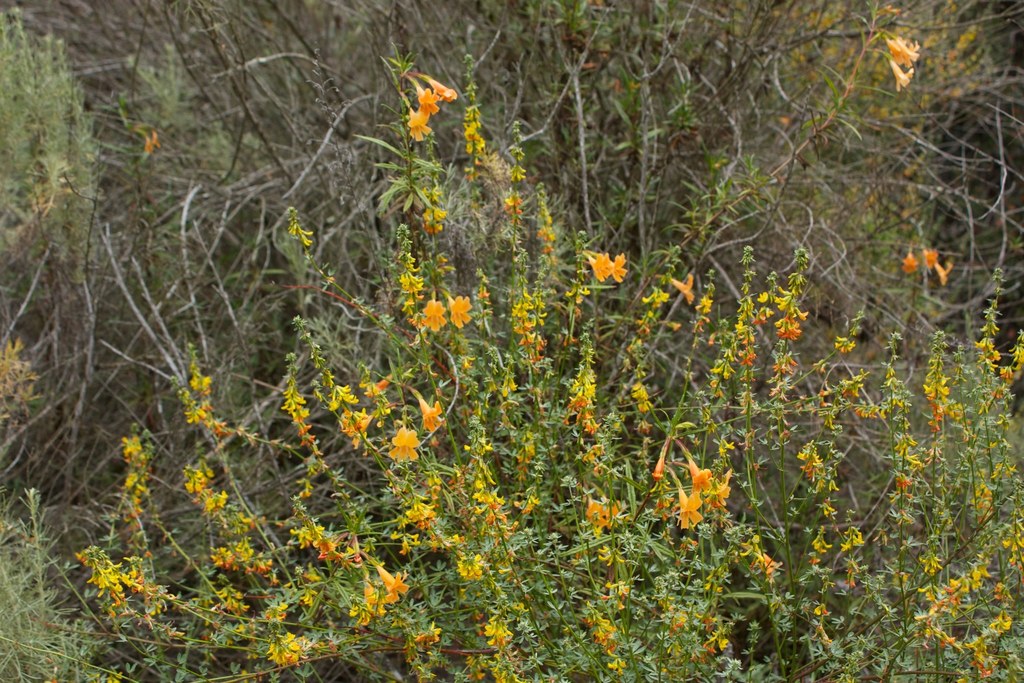 Common Deerweed (Legumes: Lupines and Deervetch of Mount Diablo ...