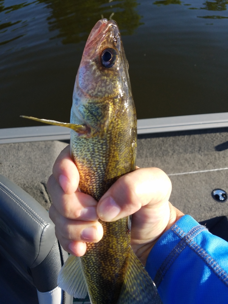 Walleye from Johnsburg, IL, USA on June 6, 2020 at 07:25 AM by Jeff ...