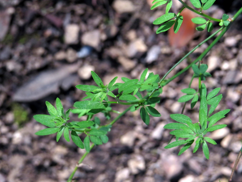Common Deerweed (Legumes: Lupines and Deervetch of Mount Diablo ...
