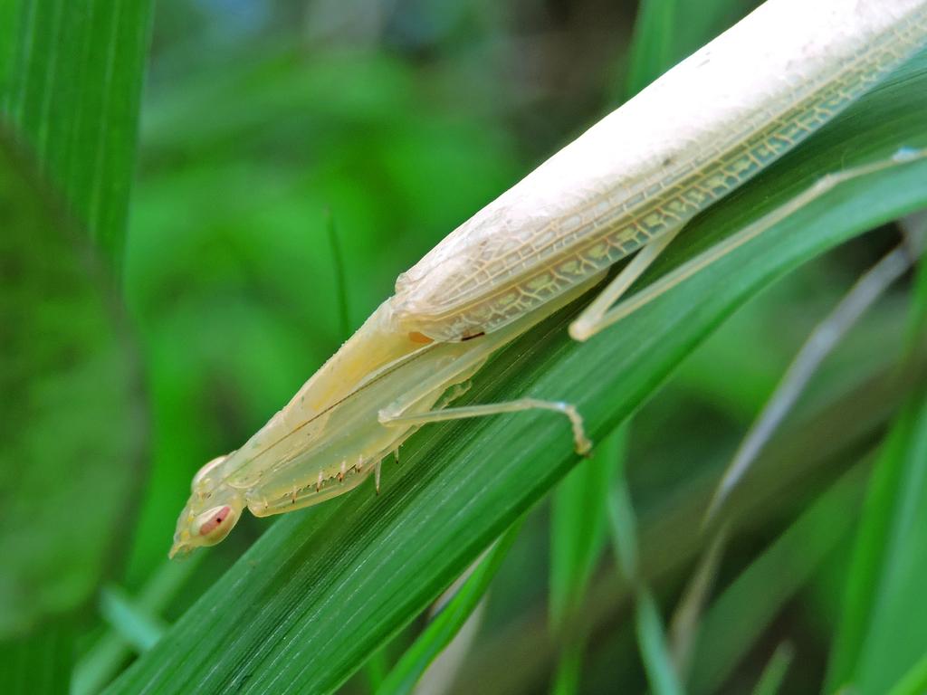 Sinomantis denticulata from 香港歌連臣角 on May 10, 2017 at 01:43 AM by K.k ...