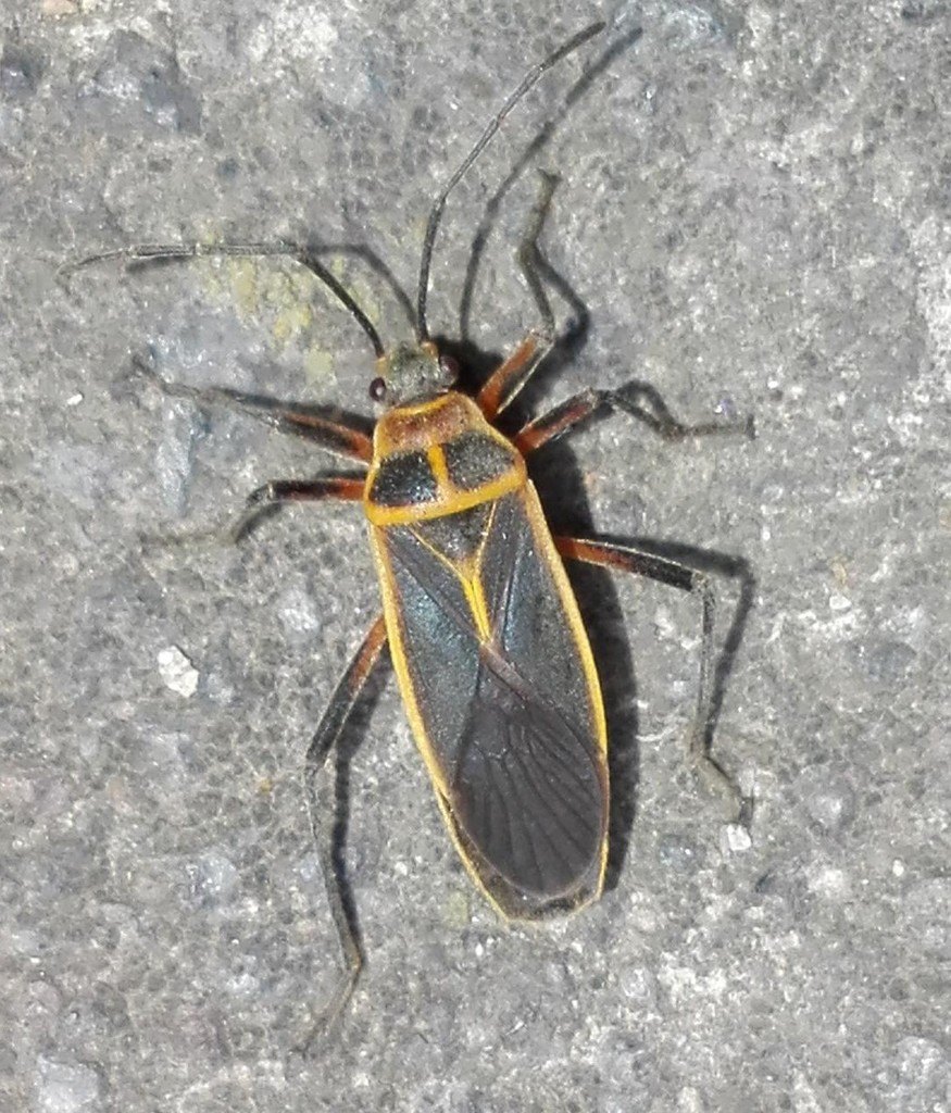 Stenomacra marginella from Delegación Santa María Totoltepec, Toluca de ...