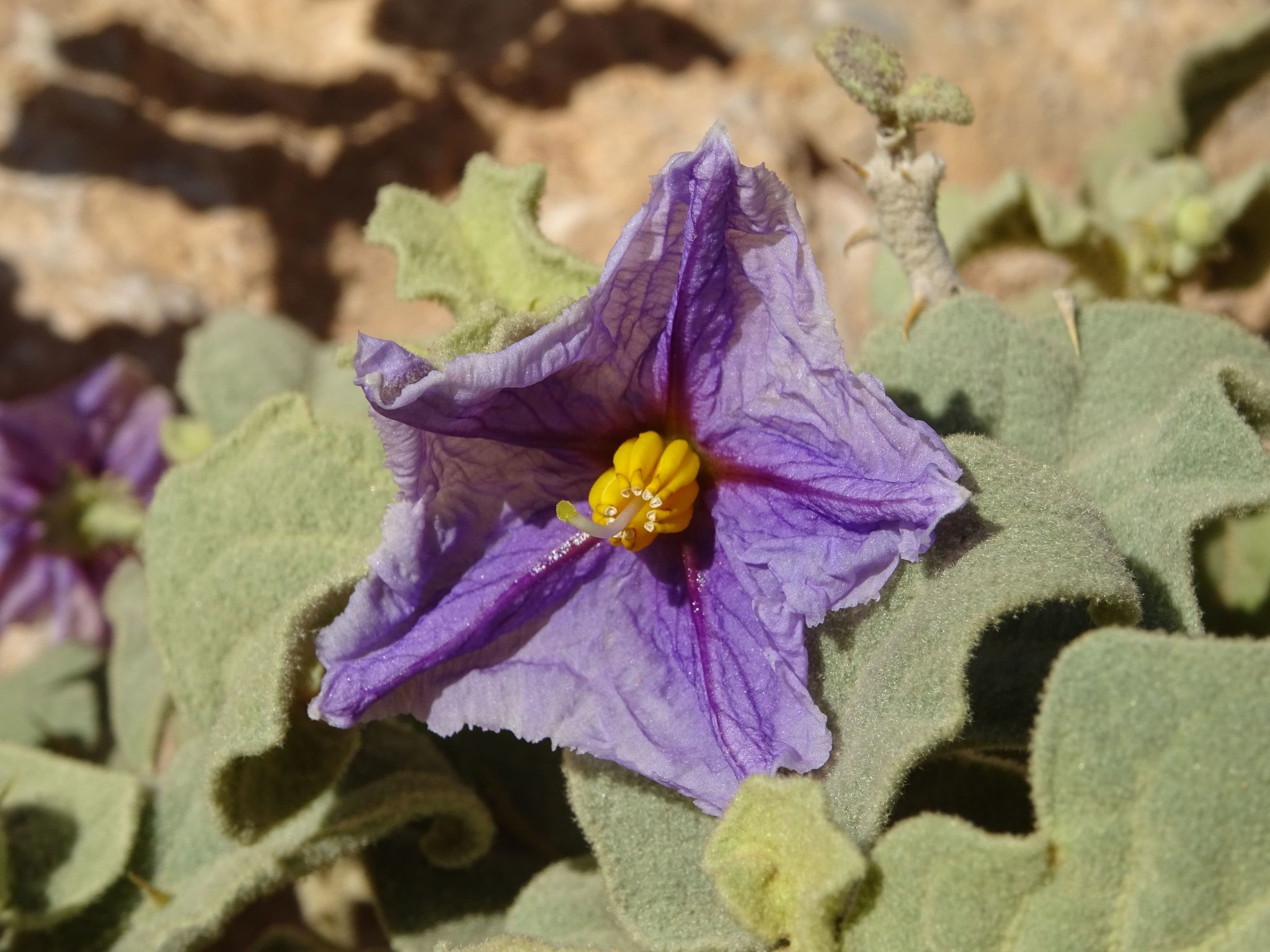 Solanum incanum L.