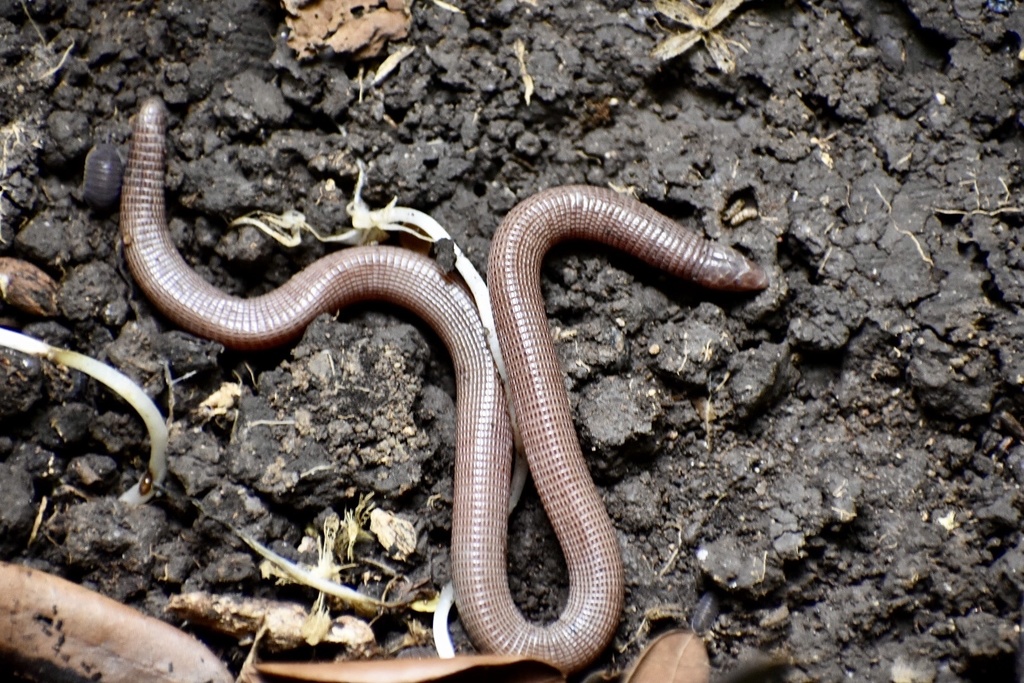 Cuban Worm Lizard (Herps of Eastern Cuba) · iNaturalist