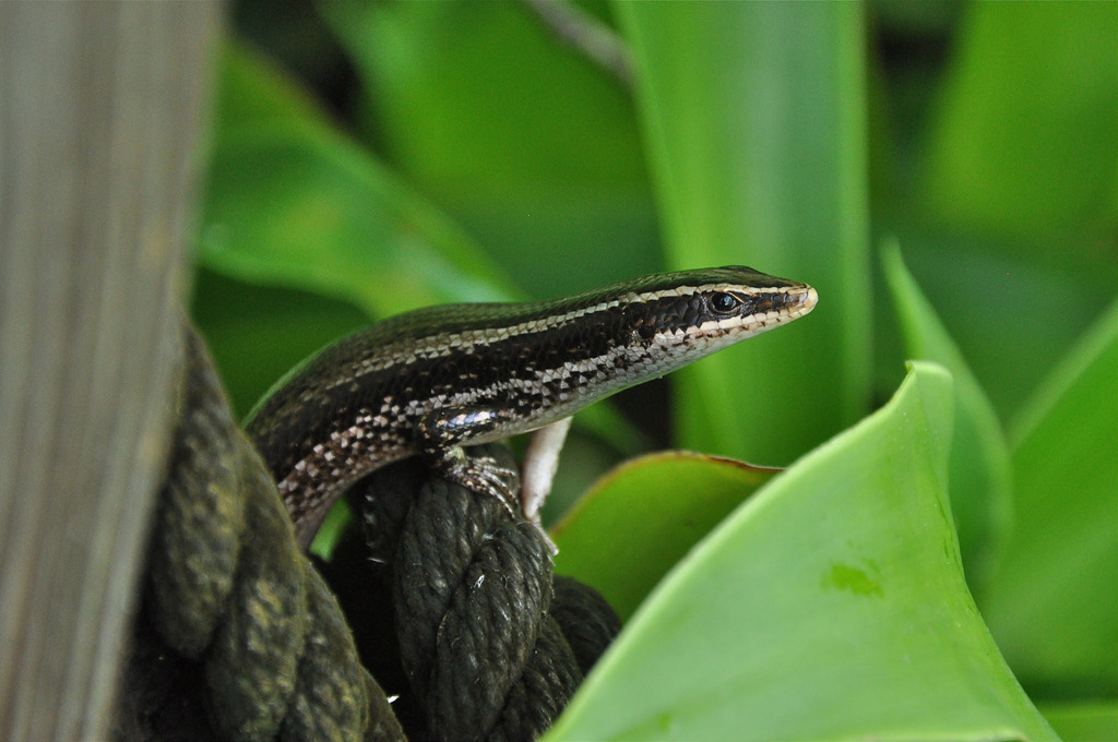 Culebra Skink in November 2015 by johnwilliams · iNaturalist