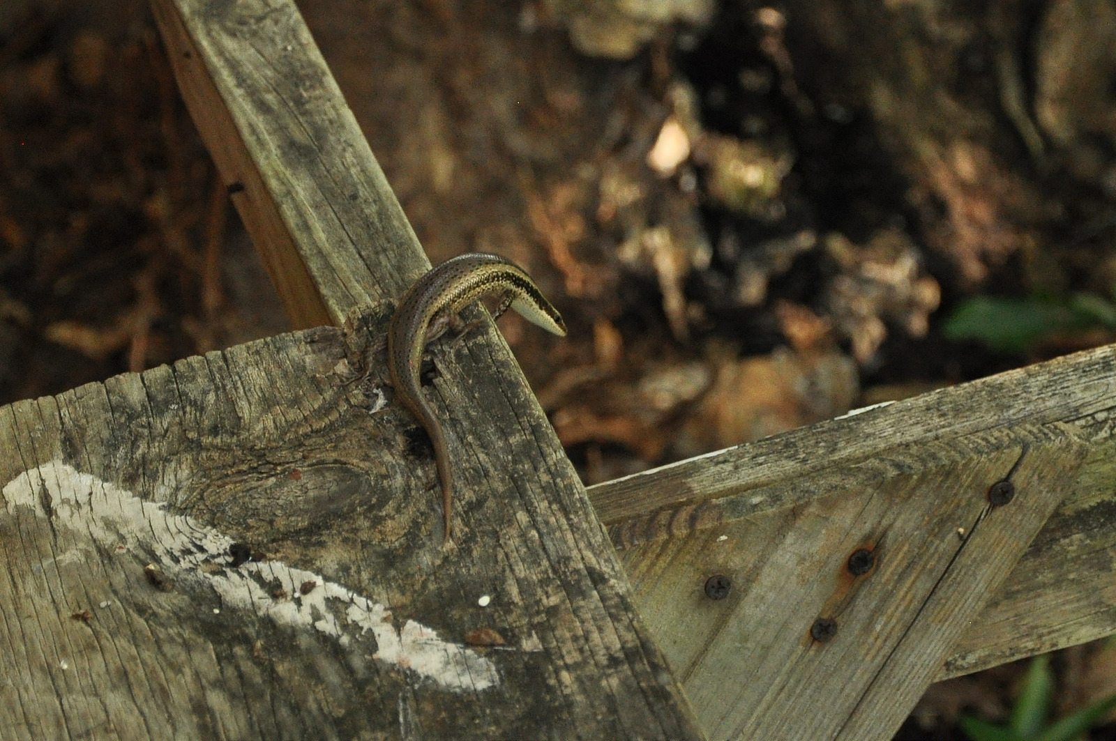 Spondylurus Fitzinger, 1826