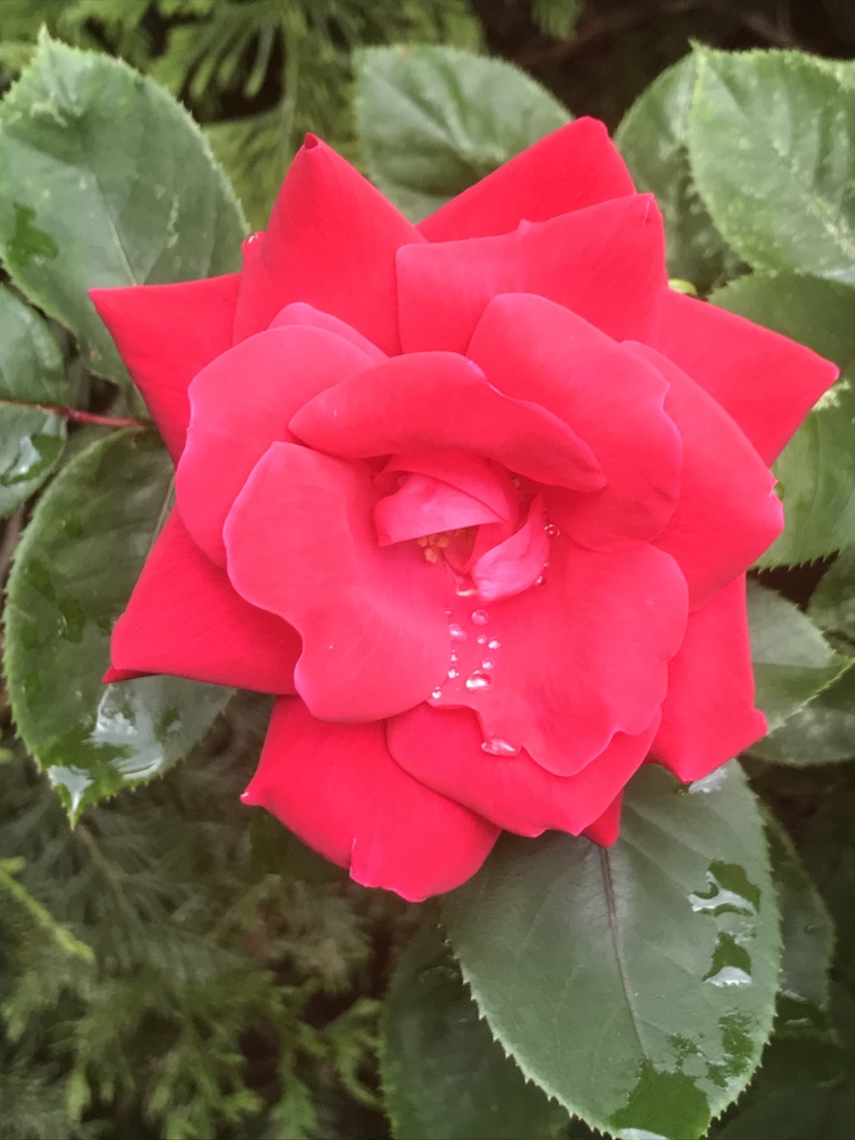 roses from Long Island, Massapequa, NY, US on June 06, 2020 at 04:50 PM by Robert Levy. This is ...