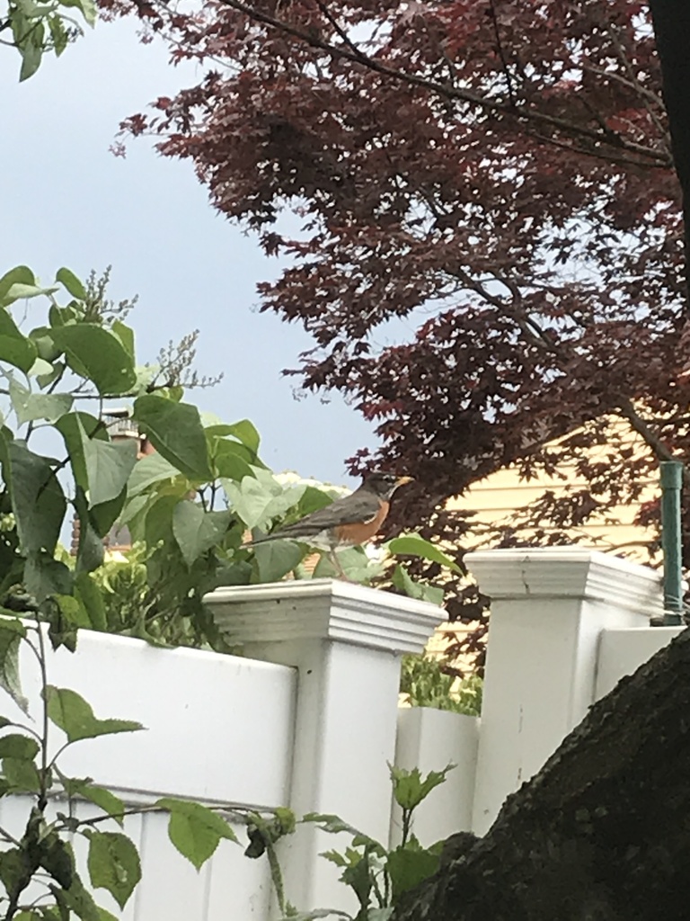 American Robin from Long Island, Massapequa, NY, US on June 6, 2020 at ...