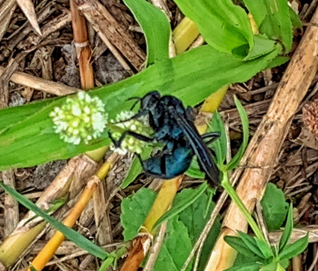 Spider Wasps from Arthur R. Marshall Loxahatchee National Wildlife ...