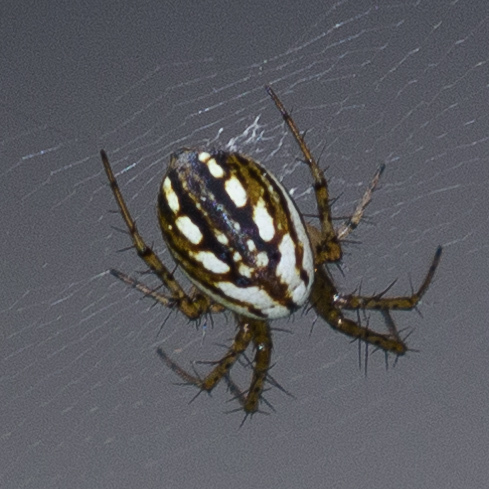 lined orbweaver (Spiders of Blanco, Texas) · iNaturalist