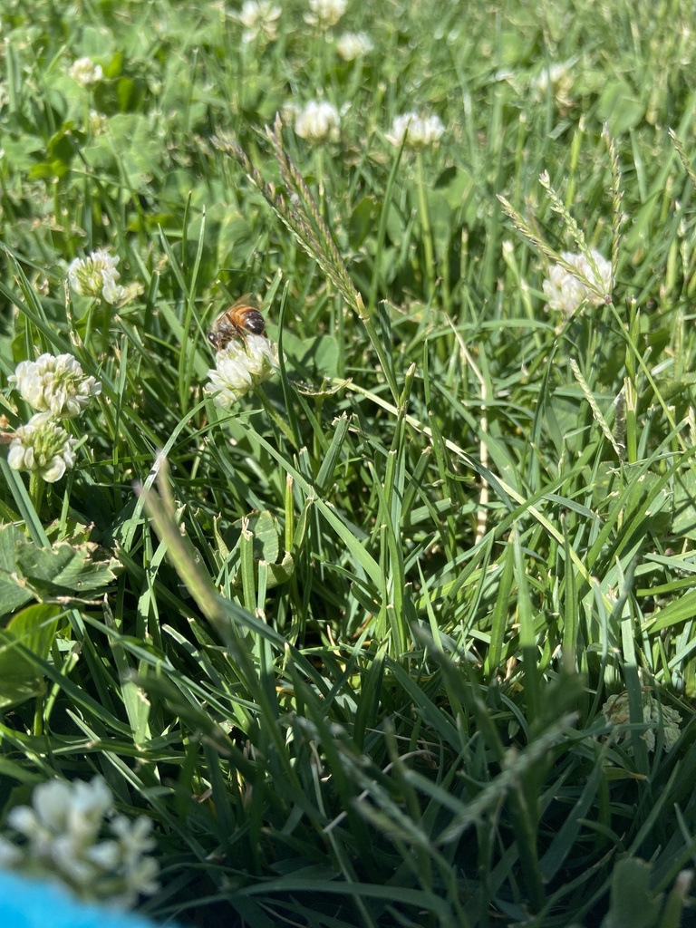 Western Honey Bee from Huber Park, Borger, TX, US on June 06, 2020 at ...
