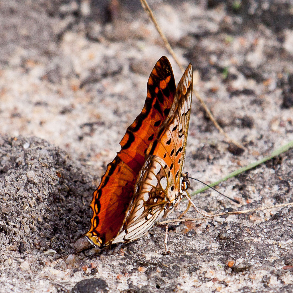 Pearl-spotted Emperor (kruger national Insects) · iNaturalist