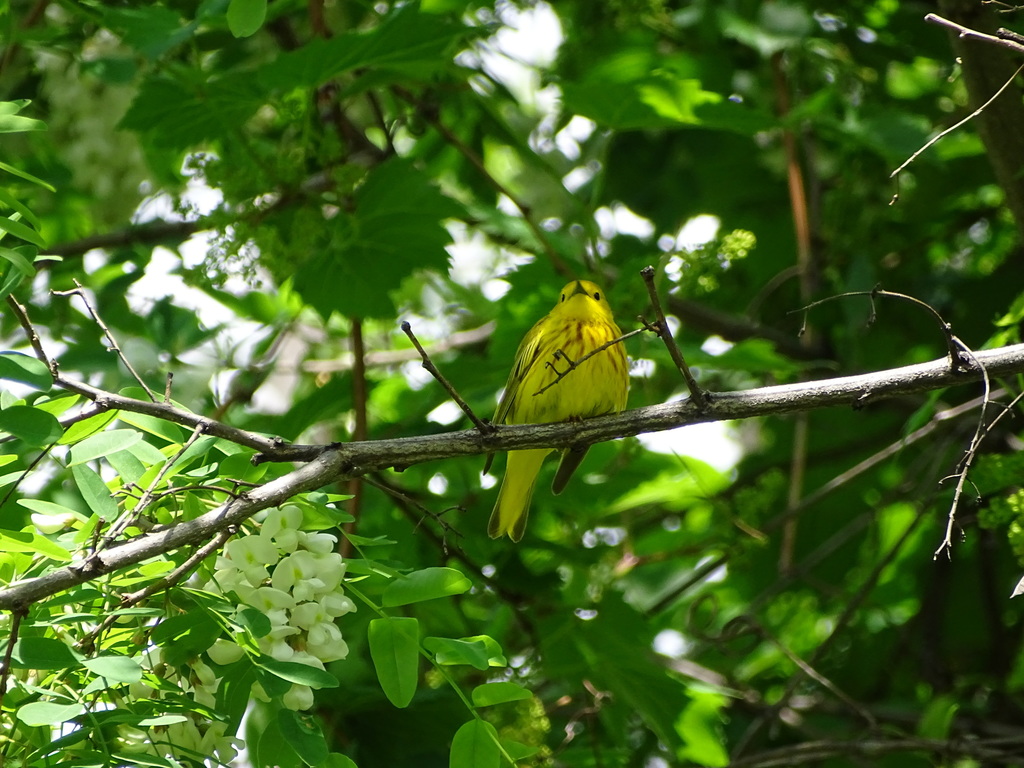 Northern Yellow Warbler from Iles-de-Boucherville (parc de récréation ...