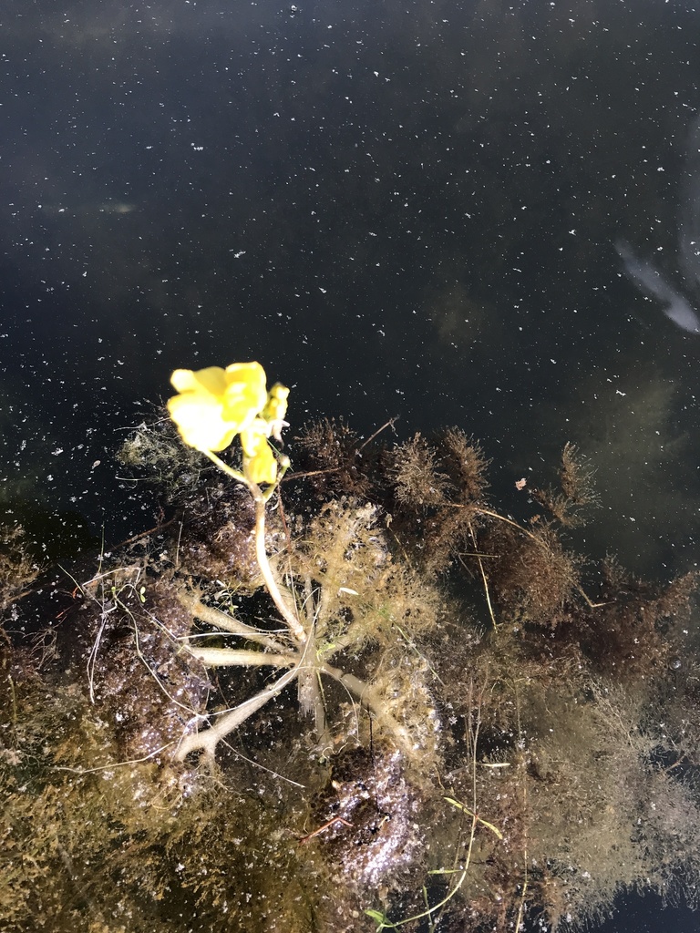 swollen bladderwort in June 2020 by cmhf · iNaturalist