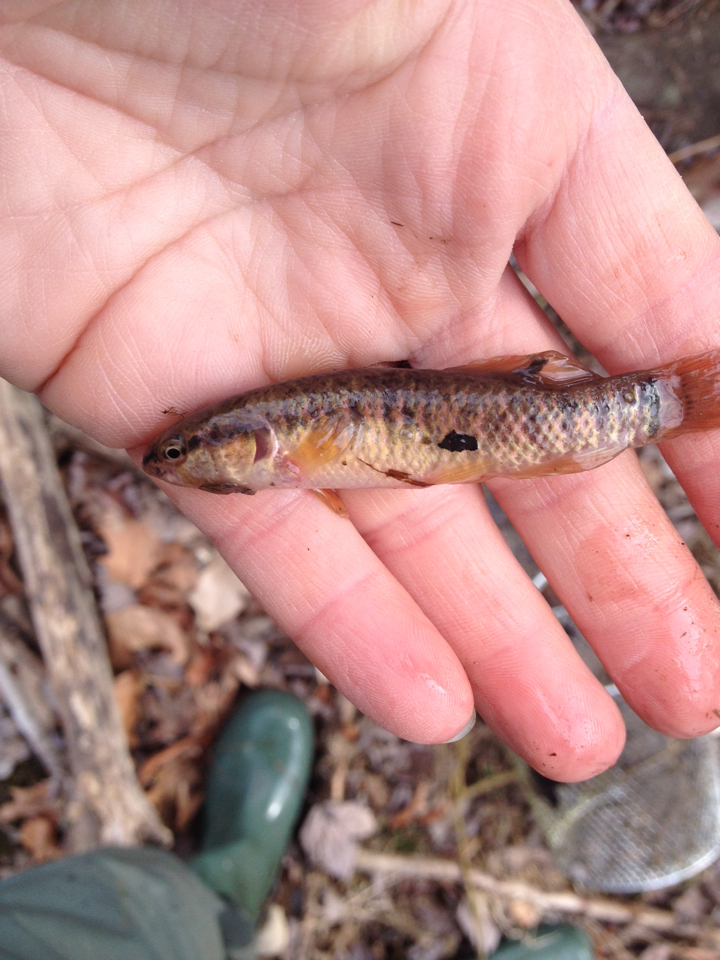 Central Mudminnow (SD Fish Passage Guide ) · iNaturalist