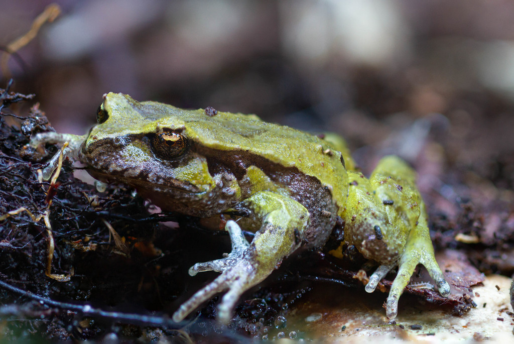 Chiloe Island Ground Frog from Chiloe, Los Lagos, Chile on May 30, 2020 ...
