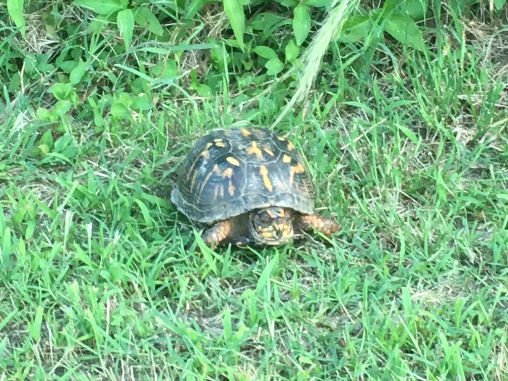 Eastern Box Turtle in June 2020 by seth_bacher · iNaturalist