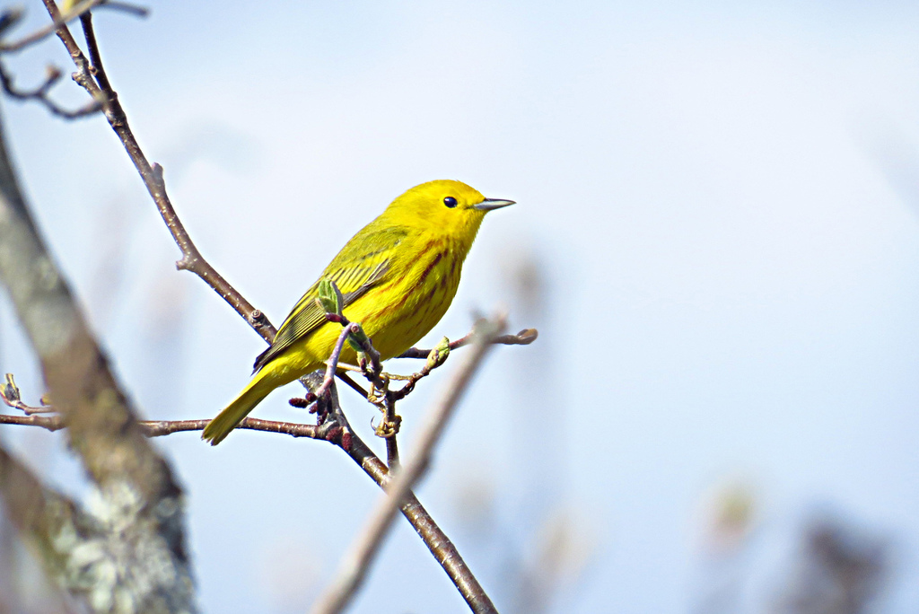 Northern Yellow Warbler from Saint George, NB E5C, Canada on May 18 ...