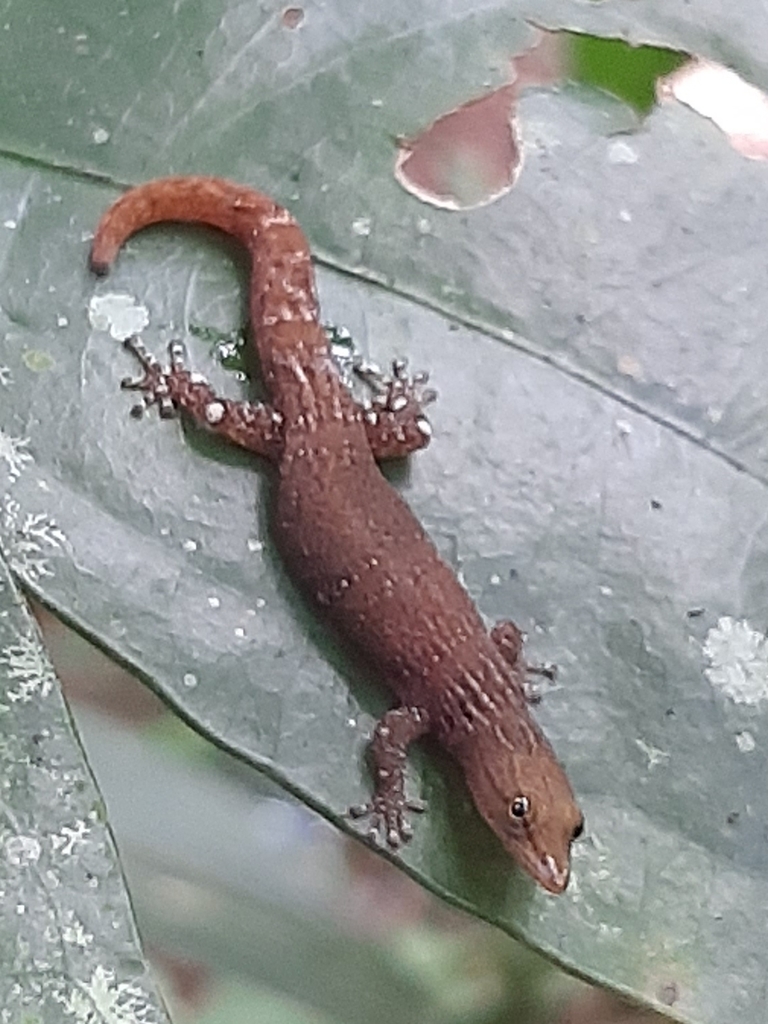 Caribbean Least Gecko from Limón Province, Costa Rica on June 6, 2020 ...