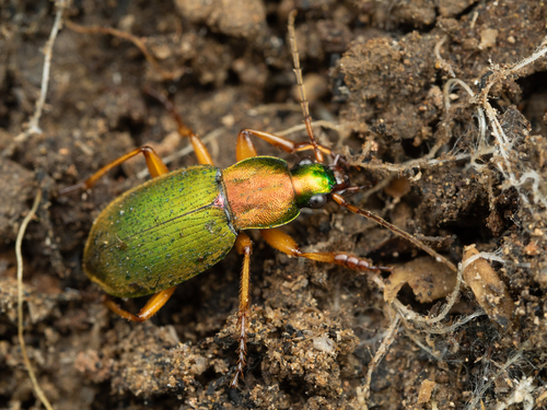 Chlaenius pallipes · iNaturalist United Kingdom