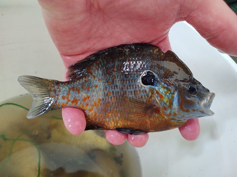 Common Sunfishes from Plymouth County, IA, USA on June 5, 2020 by Jerry ...