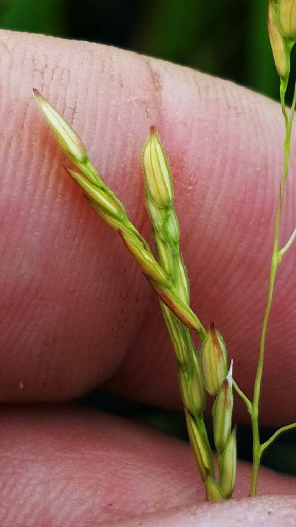 Native rice grass (Nash Prairie Plants List) · iNaturalist