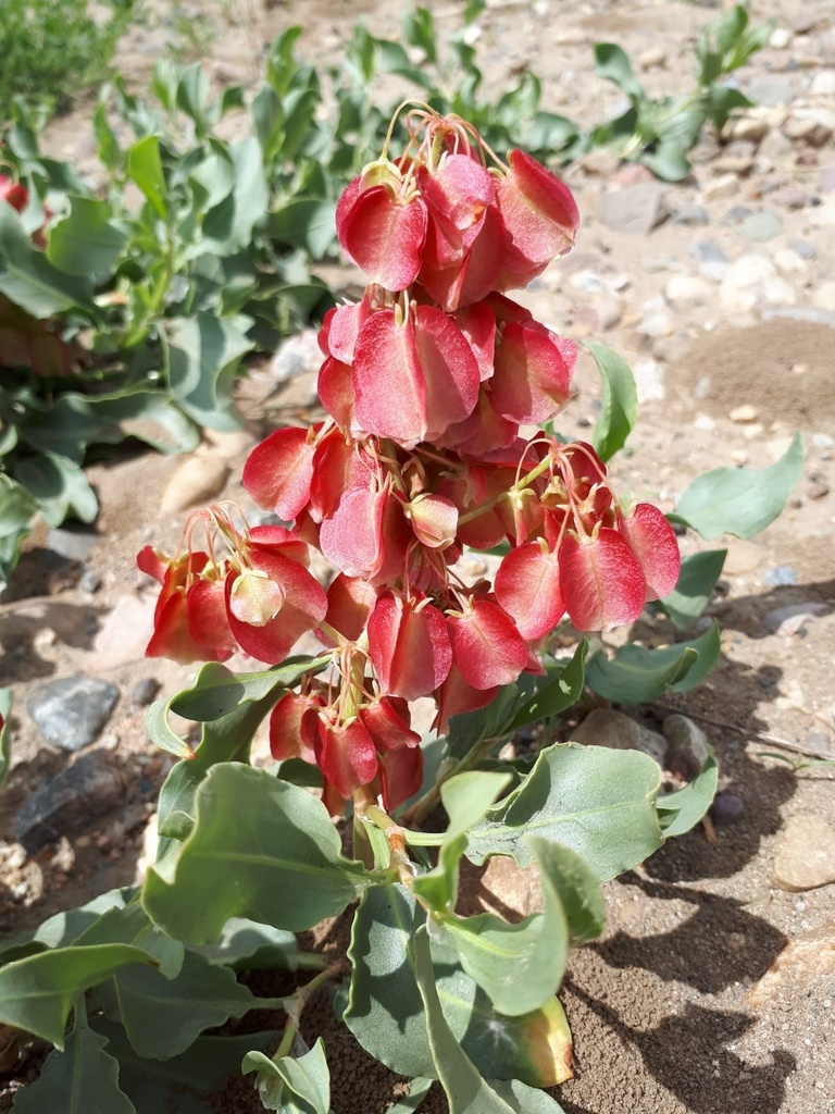 winged dock (Rumex venosus) - Botanical Realm