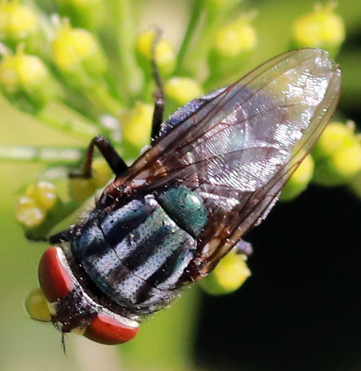 Secondary Screwworm Fly from Melonie Park, Lubbock, TX 79413, USA on ...