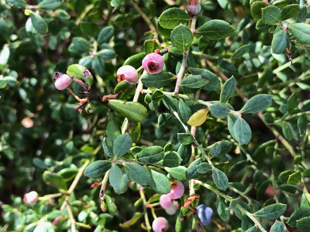 Darrow's Blueberry from Baldwin, Alabama, United States on June 5, 2020 ...