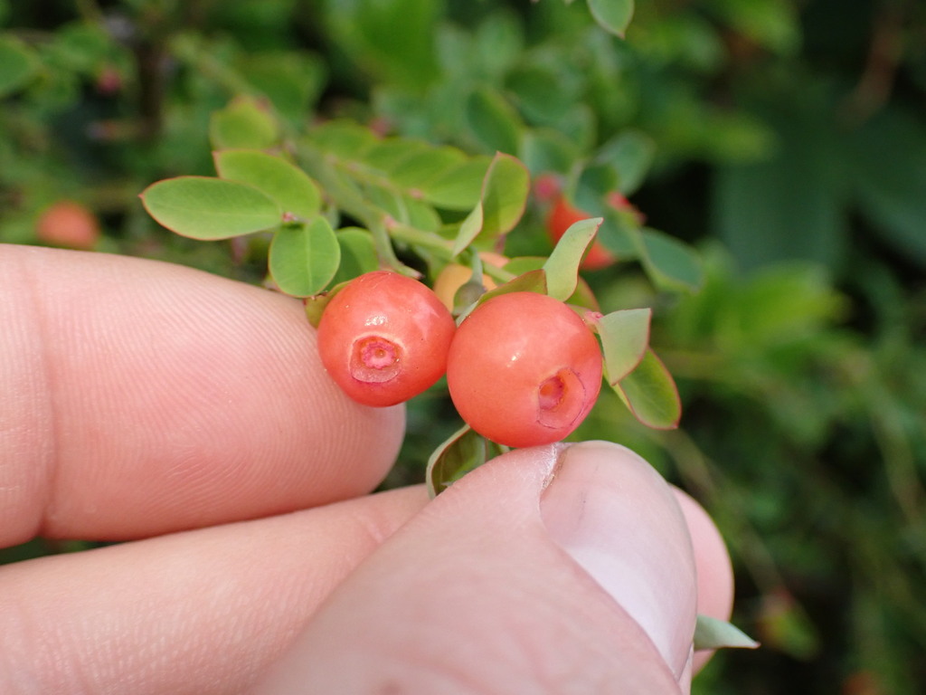 Red Huckleberry from Northwest Olympia, Olympia, WA 98502, USA on June ...