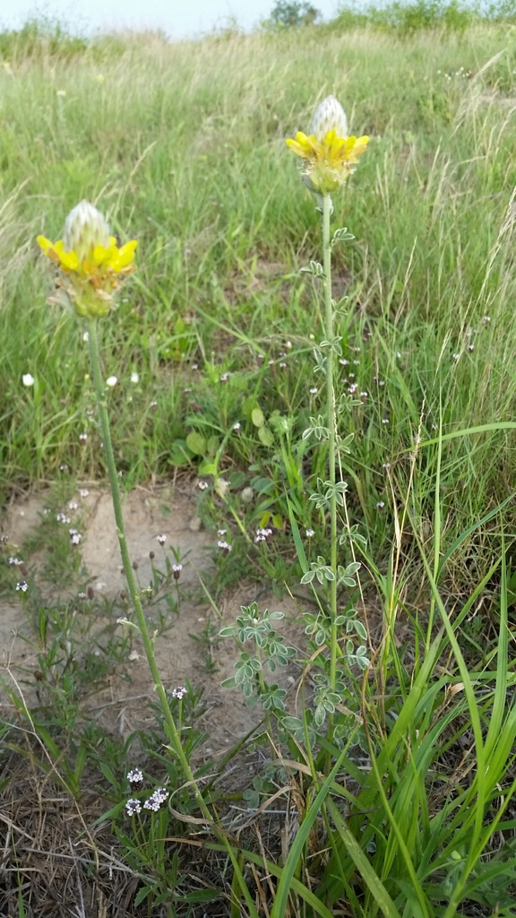 Golden Prairie Clover from Kenedy County, US-TX, US on May 22, 2020 at ...
