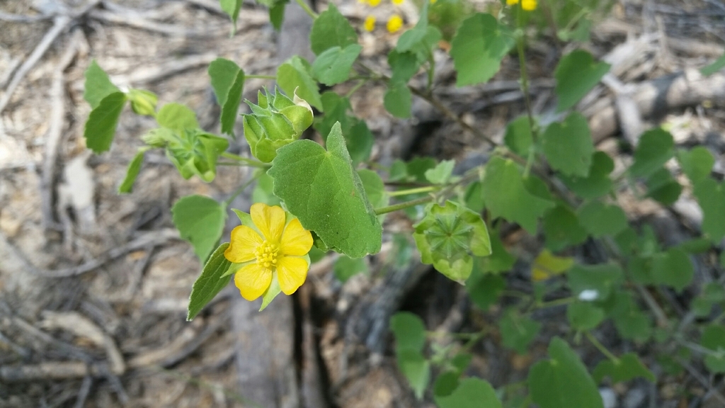 Shrubby Indian Mallow from Starr County, Lower Rio Grande Valley ...