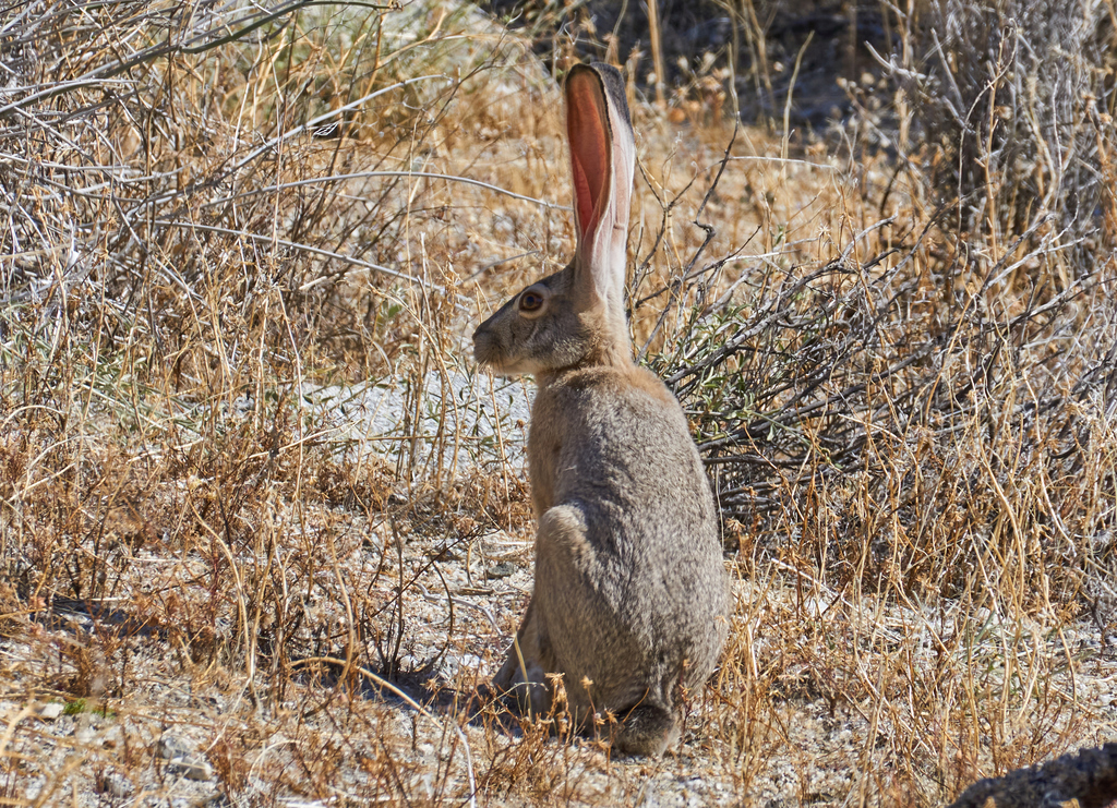 Black-tailed Jackrabbit from San Diego County, CA, USA on June 6, 2020 ...