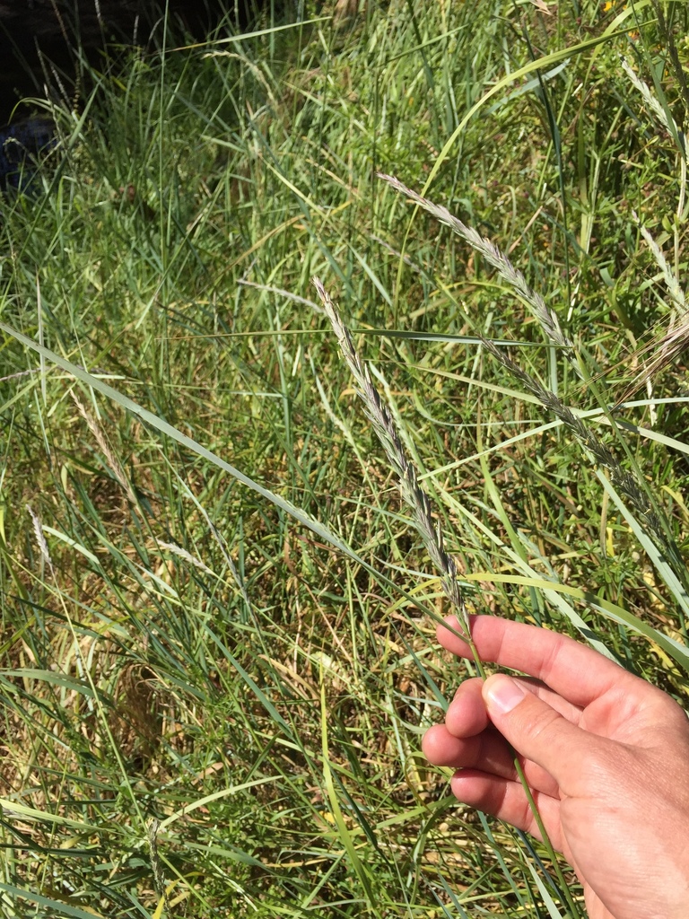 Creeping wild rye from Alameda County, CA, USA on June 6, 2020 by ...