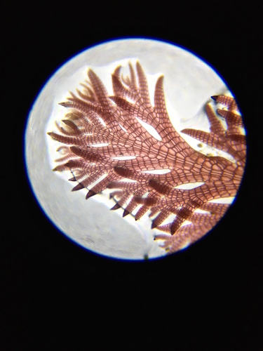 Symphyocladia dendroidea · iNaturalist Ecuador