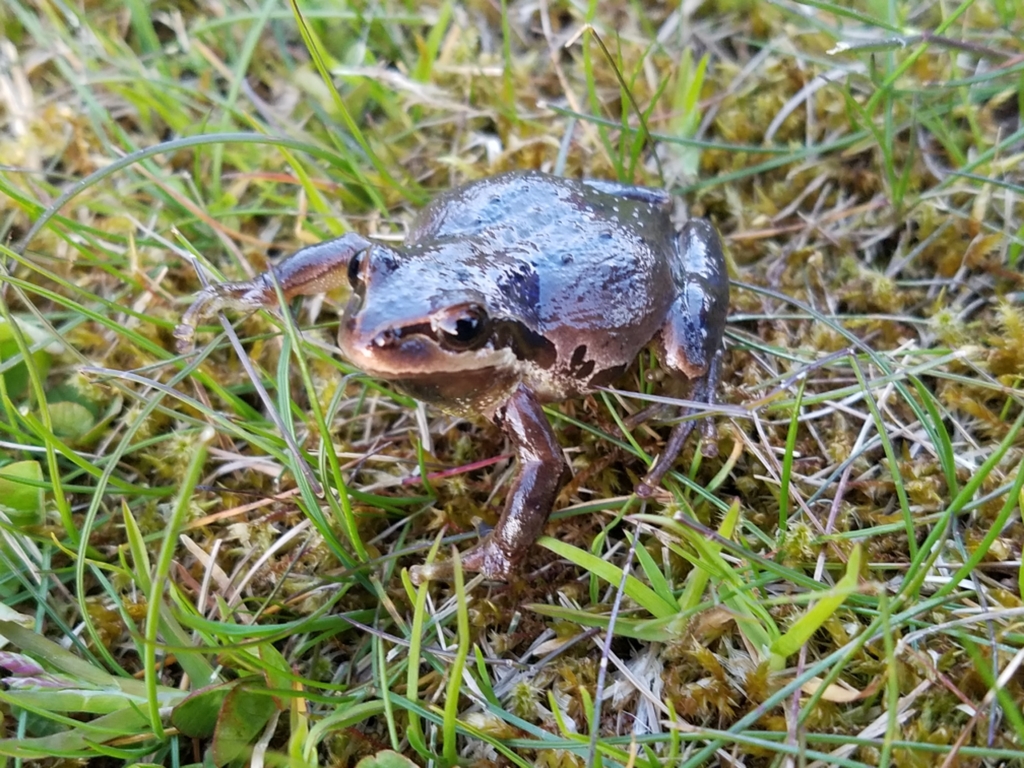 Pacific chorus frog from 104 Berry Knoll Sitka, AK 99835 on May 10 ...