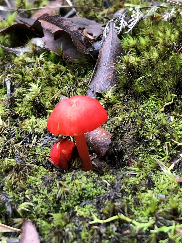 Vermilion Waxcap from Coromandel Forest Park, Coromandel Forest Park ...